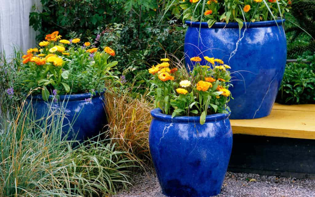 How to Design a Container Garden for Your Flowers