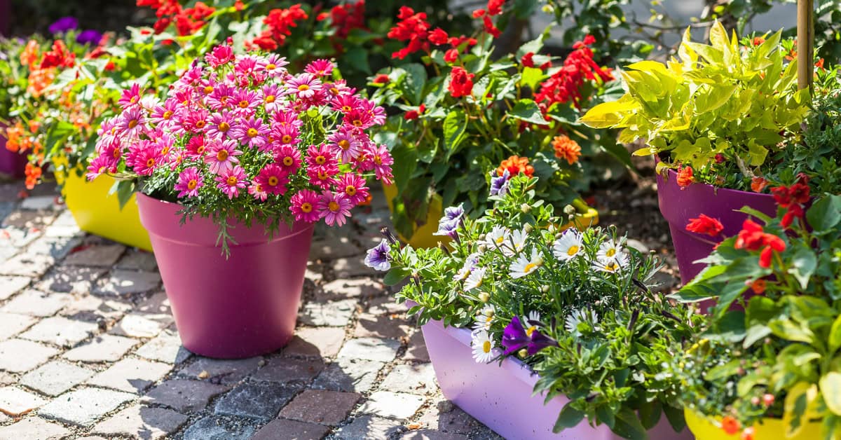 How to Design a Container Garden for Your Flowers