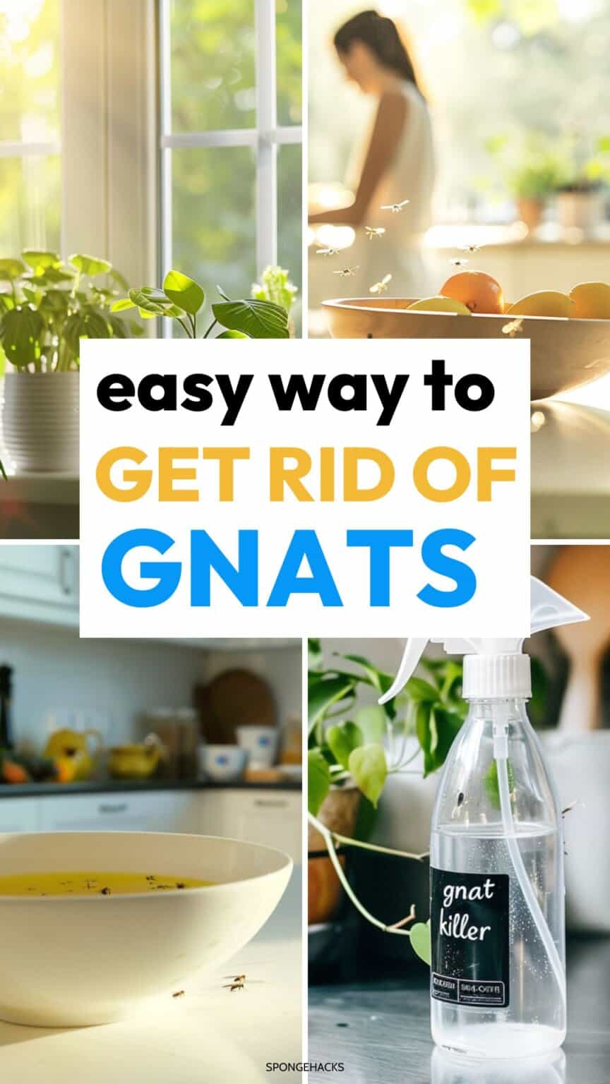 The Easy Way to Get Rid of Gnats in the House