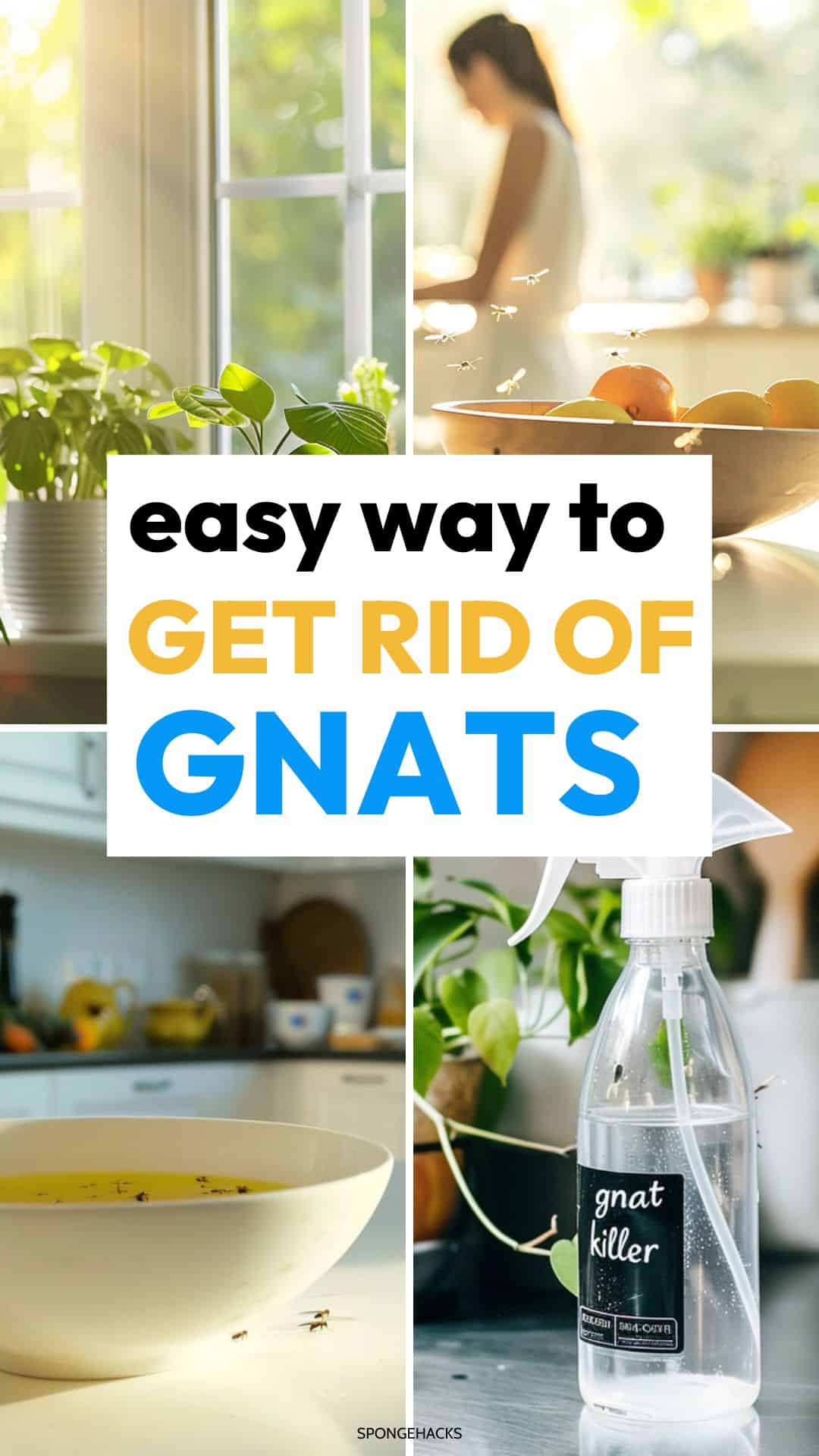 The Easy Way to Get Rid of Gnats in the House