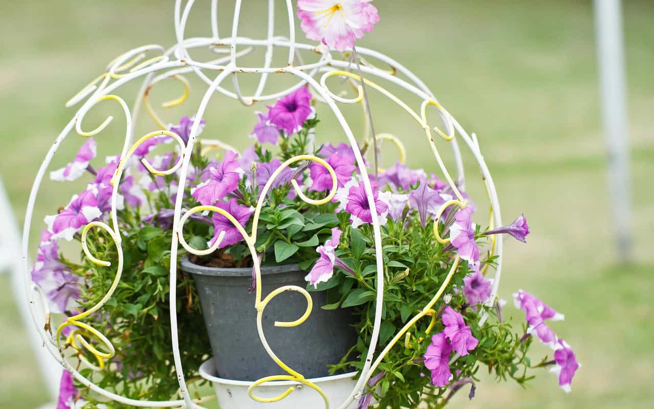 19 Hanging Basket Ideas (Stylish Tips & Tricks)
