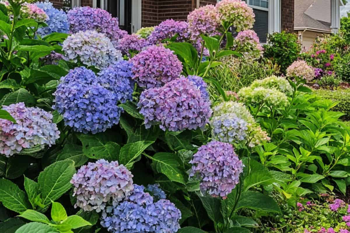 Beautiful Hydrangea Landscaping Ideas for Your Garden