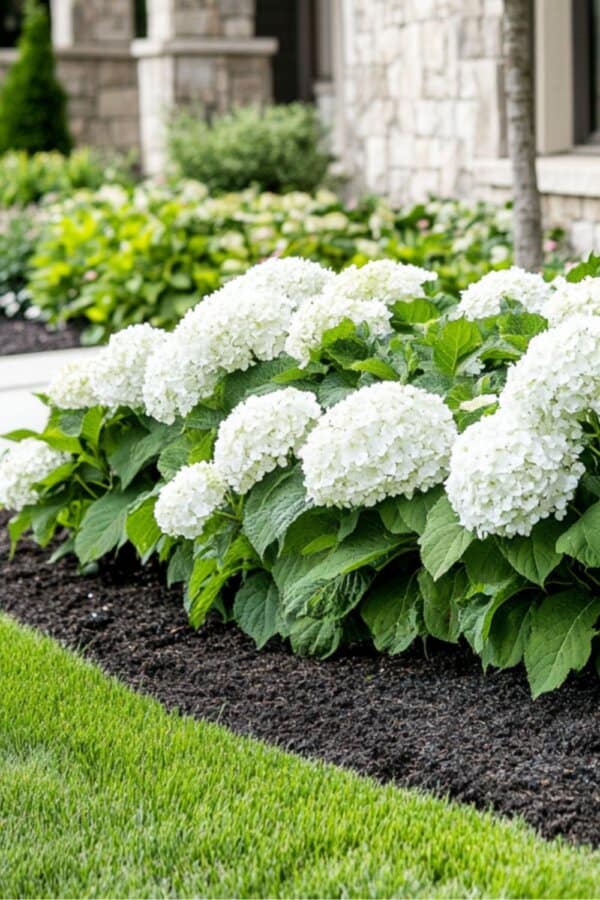 Beautiful Hydrangea Landscaping Ideas for Your Garden