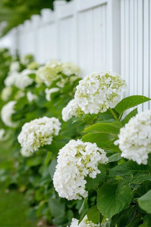 Beautiful Hydrangea Landscaping Ideas for Your Garden