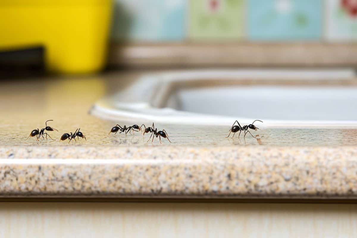 How to Get Rid of Ants Naturally & Safely