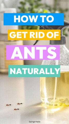 How to Get Rid of Ants Naturally & Safely