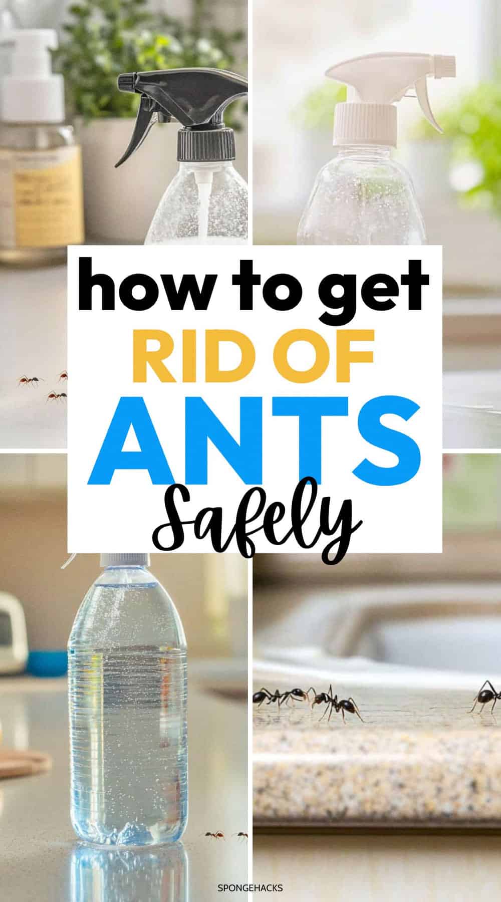 How to Get Rid of Ants Naturally & Safely